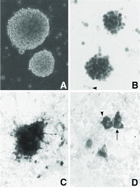 Photomicrographs Showing The Characterization Of Neural Progenitor