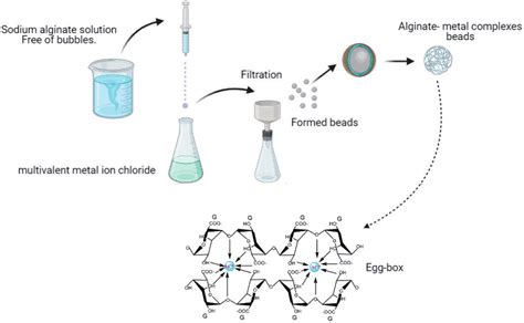 Alginate Gelation By Ionic Interaction Between Alginate And A Download Scientific Diagram