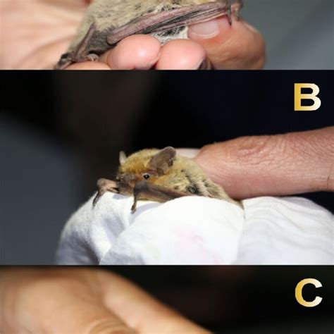 Photos A B C Of The Three Female Individuals Of Pipistrellus Download Scientific Diagram