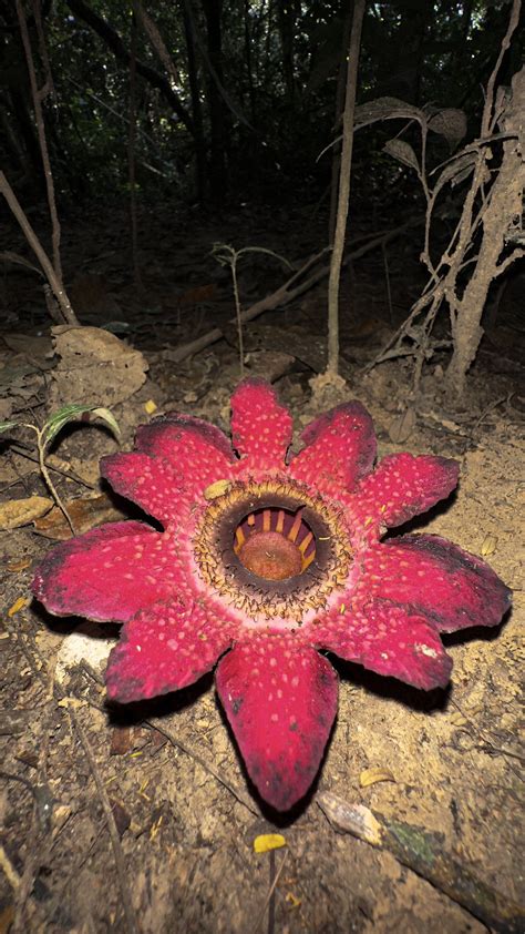 Adriane Tobias On Twitter A Sight To Behold Just Stumbled Upon The Stunning And Unique Flower