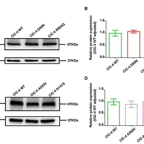 mmunofluorescence analysis of wild type and mutated clc subcellular
