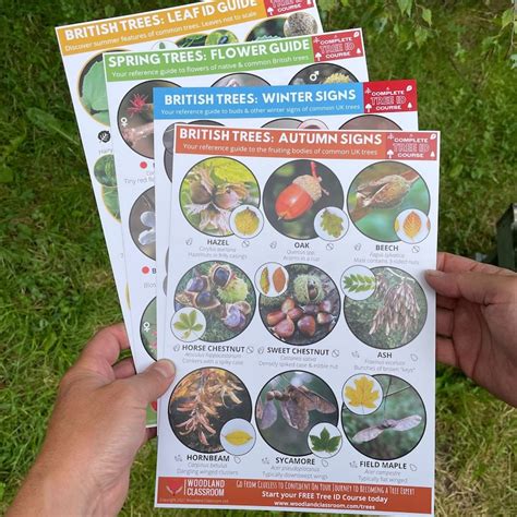Tree Identification Sheets Tree Guides For The Native Trees Of Britain In All Seasons