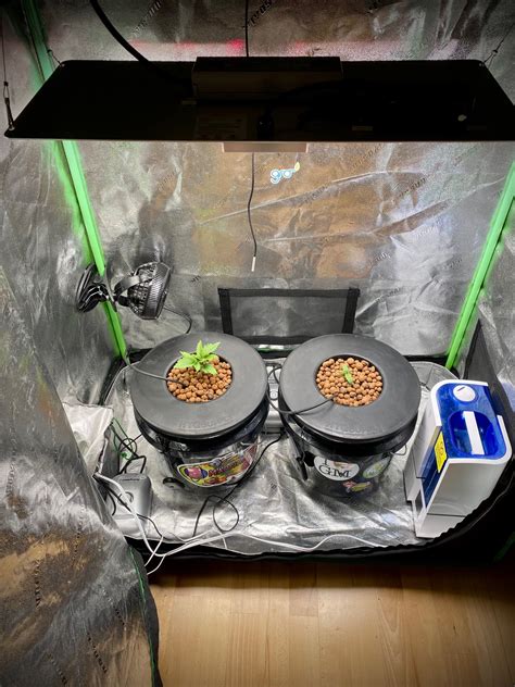 Tent Grow Dwc Buckets Godfather Og Manifold Training Share Your Grow Homegrowed Forum