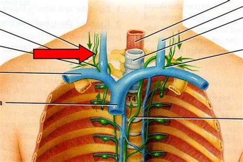 Lymphatic System Quiz Ap Ii Lab Flashcards Quizlet