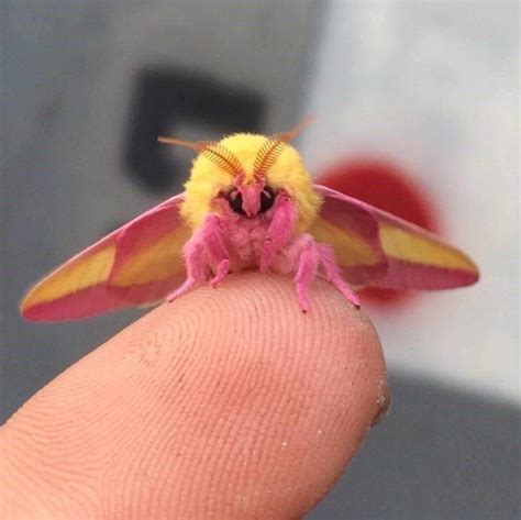 I Never Thought A Moth Could Be So Freaking Cute R Aww