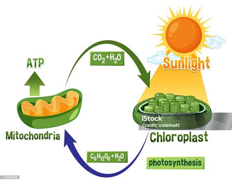 Photosynthesis And Cellular Respiration Diagram Stock Illustration Download Image Now Mobile