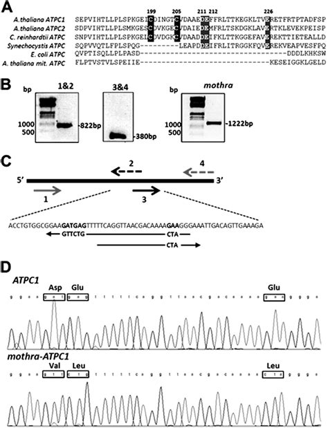 A Alignment Of Partial Protein Sequences Of Subunits From Different Download Scientific