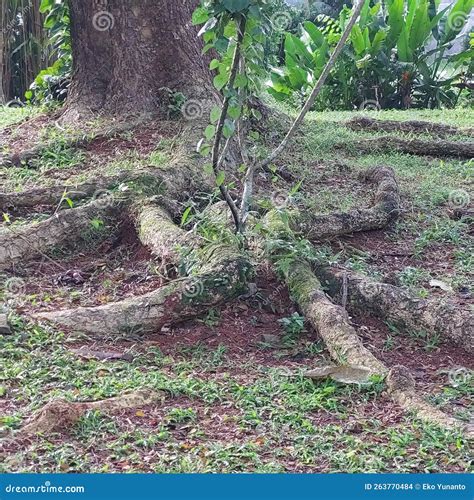Tree Roots That Are Large And Visible On The Ground Stock Photo Image Of Tree Plant