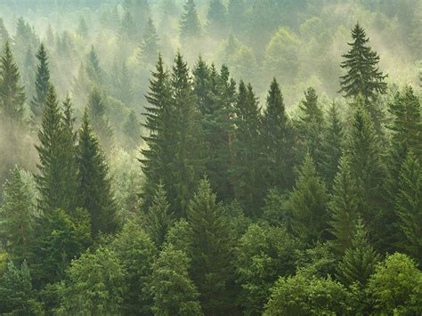 Ontology Mapping Advancing Data Interoperability Scibite