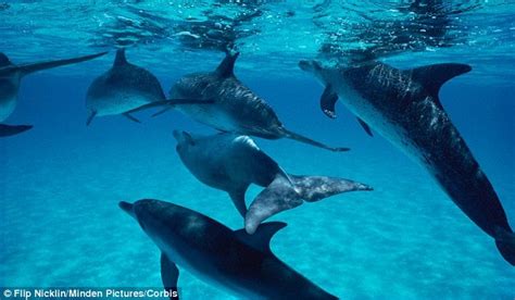 Whale Sex Revealed Useless Hips Bones Are Crucial To Reproduction And Size Really Matters