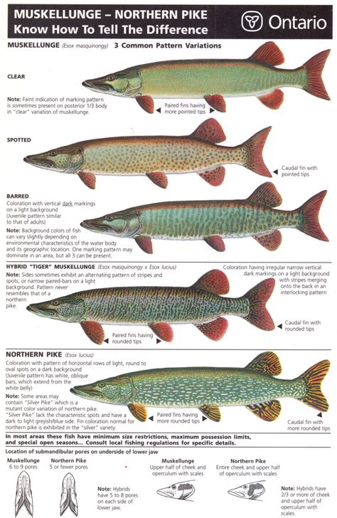 Muskellunge Ontario Ca