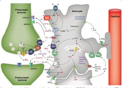 Figure 1 From Astrocyte Signaling And Synaptic Homeostasis Semantic Scholar