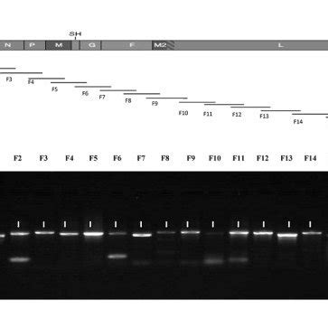 Schematic Representation Of HRSVA Whole Genome Amplification Of HRSV Download Scientific