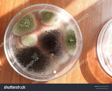 Pda Potato Dextrose Agar Recipe Lowest Price Brunofugaadvbr