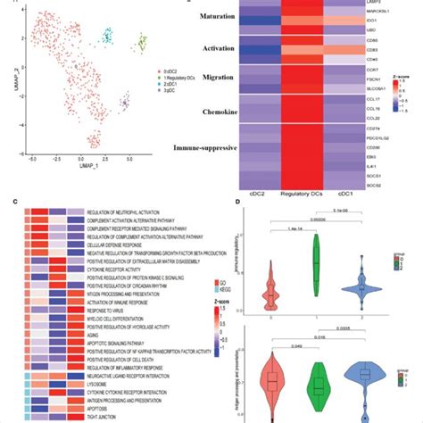 Re Clustering Of Dc Cells A Umap Plot Of Dendritic Cells Grouped