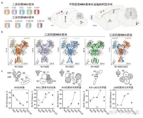 竺淑佳团队揭示NMDA受体功能多样性的分子基础 知乎