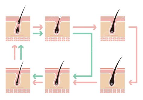 Comparing Normal Hair Growth Cycle To Androgenetic Alopecia Vector