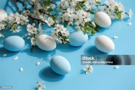 부활절과 봄을 상징하는 선명한 파란색 배경에 벚꽃 사이에 흰색과 파란색 달걀이 있습니다 부활제에 대한 스톡 사진 및 기타 이미지 부활제 파란색 부활절 달걀 Istock