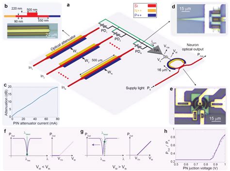 photonic electronic neuron implementation a the schematic of the