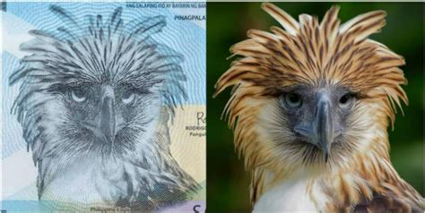 Philippine Eagle Tattoo