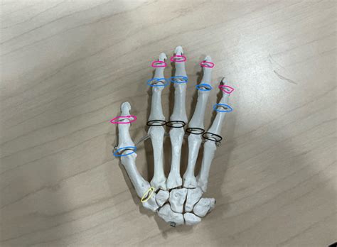 Thumb Fingers Ligaments Of The Hand Thenar Muscles Lumbrical