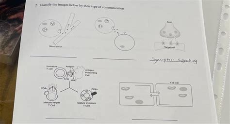 Solved 2 Classify The Images Below By Their Type Of