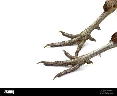 Pheasant Legs Cute Bird Feet Beautiful Bird Beautiful Pheasant