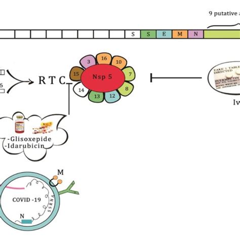 The Genome Of Sars Cov 2 Is 30kb Which Encodes Around 14 Open Reading