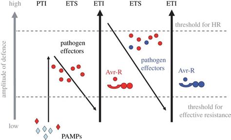 A Zigzag Model Of The Plant Immune System [28] Pti Pamp Triggered Download Scientific Diagram