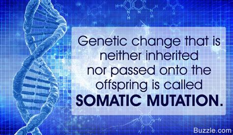 A Helpful Guide To Understanding Somatic Mutation With Examples Somatic Mutation Mutation