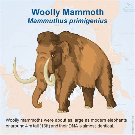 Woolly Mammoth Mammuthus Primigenius Arctic Portal