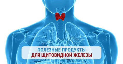 Ромашка - польза и вред, полезные свойства и противопоказания