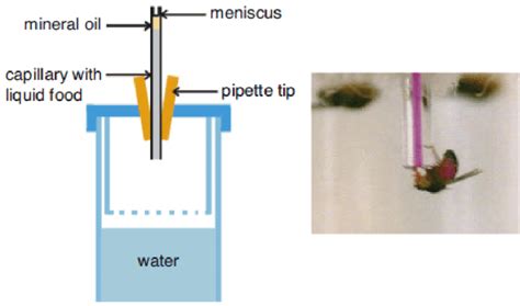 The Cafe Assay The Level Of Liquid In The Capillary Tubes Is Monitored Download Scientific