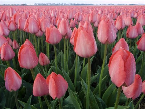 Pink Tulips Wallpapers Wallpaper Cave