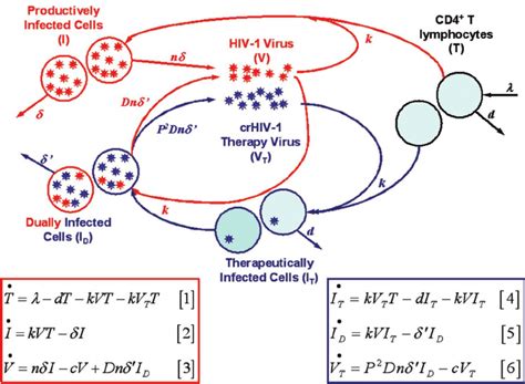 Schematic And Equations For Expanded Model Of Hiv 1 In Vivo Dynamics