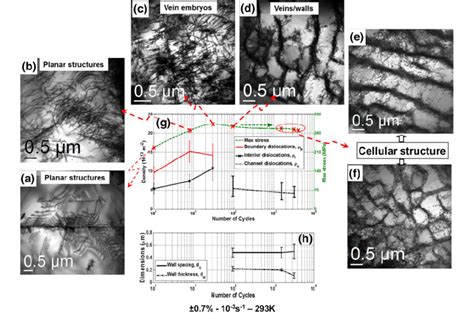 Dislocation Evolution And The Corresponding Cyclic Deformation Behavior Download Scientific