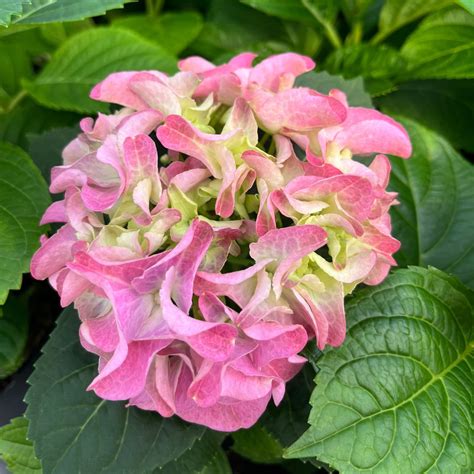 Hydrangea Macrophylla Early®pink™ Lowensvlei Flower Farm
