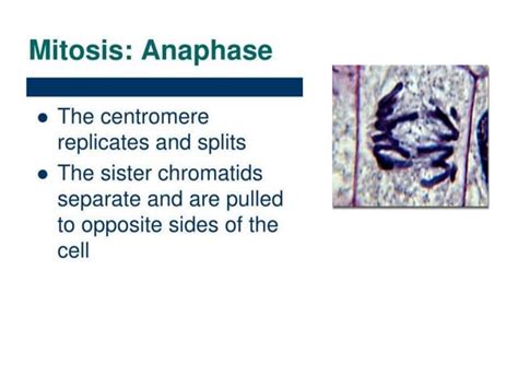 Mitotic Index Calculation And Importance Ppt