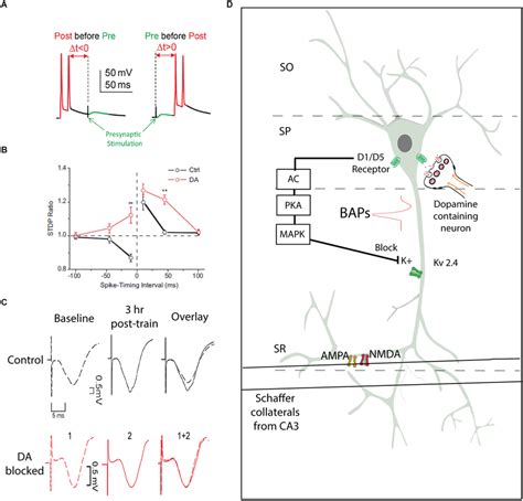 spike timing dependent plasticity as a model for synaptic plasticity