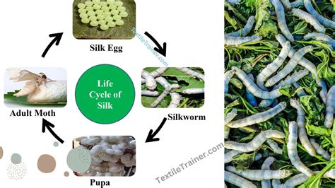 Silk Moth Life Cycle