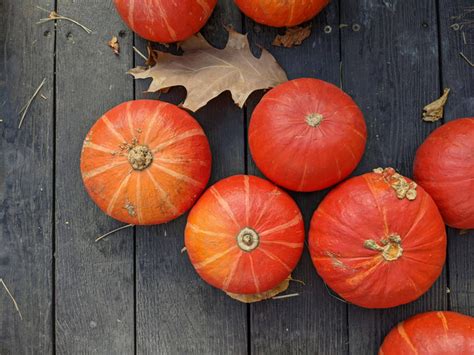 4 Cara Stek Labu Ini Untuk Mendapatkan Hasil Panen Yang Melimpah