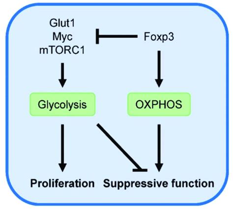 Metabolic Regulation Of Treg Activity Glycolysis Fuels Treg Download Scientific Diagram