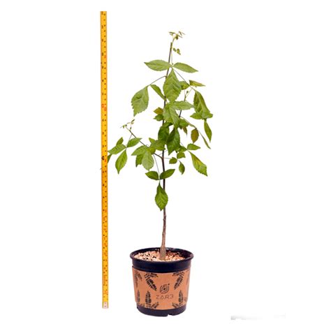 Commiphora Kataf In Dubai Scented Myrrh Buy Now