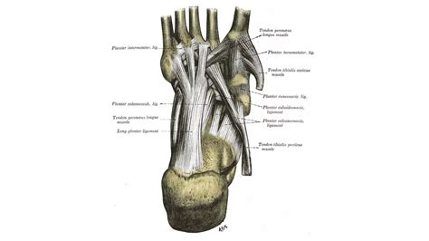 Acute Isolated Medial Midtarsal Dislocation Pdf