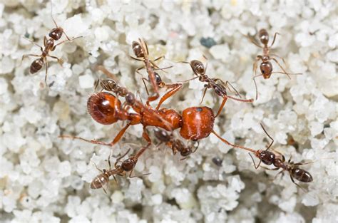 10 Most Common Ants In Florida North South And Central
