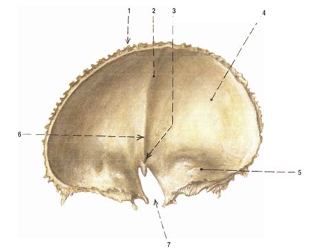 Os Frontale Schéma 2 Diagram Quizlet