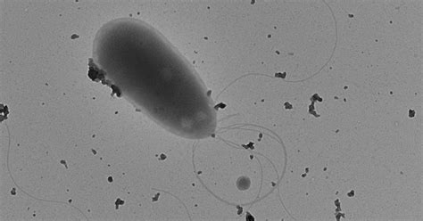 Research At Mus Antarctic Base Leads To Discovery Of New Bacteria