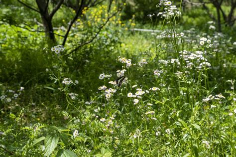 Insect Linux Apache Mariadb Python ブログ