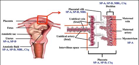 Figure From Role Of Collectins And Complement Protein C Q In Pregnancy And Parturition