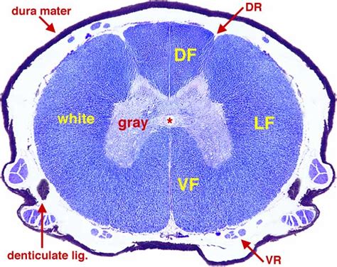 Spinal Cord Cross Section Histology Labeled